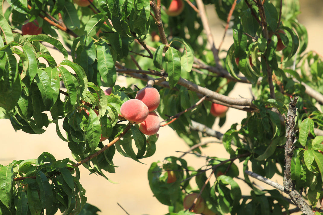 Peach Trees – Iron Baraga Conservation District